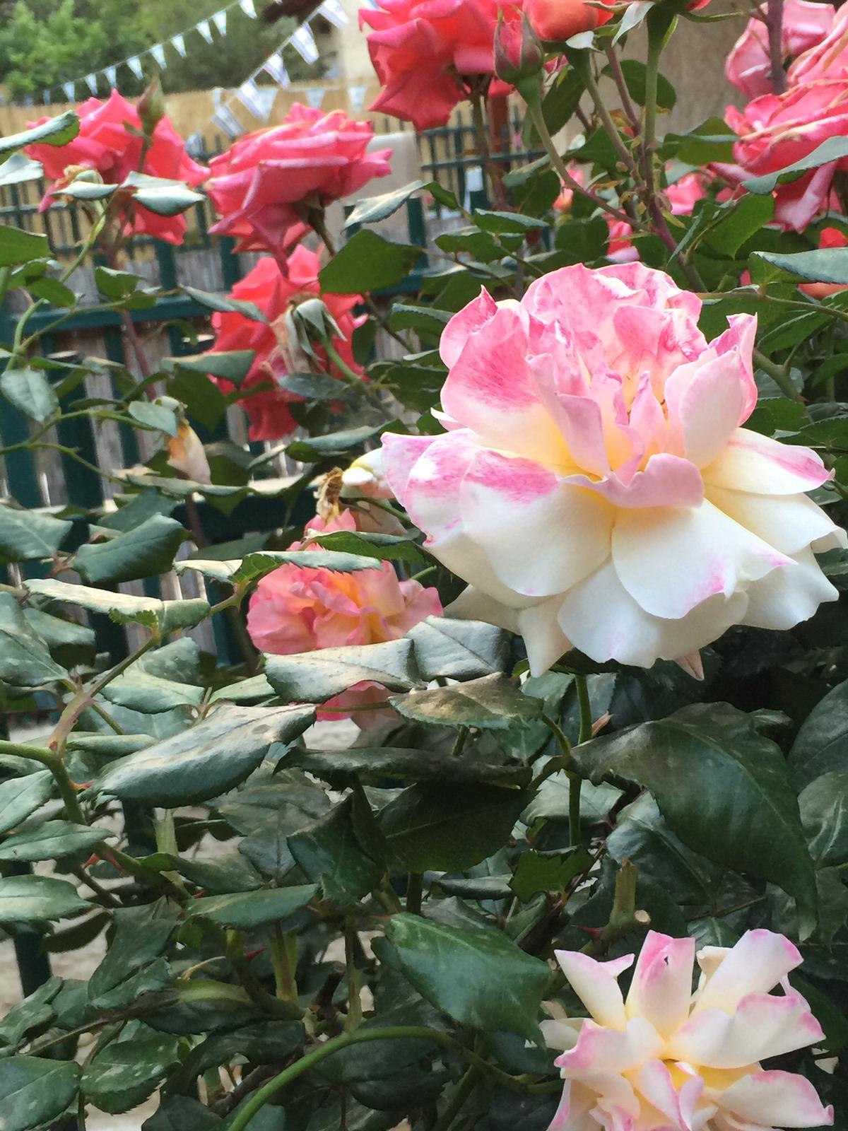 Music & Arts - Machon Maayan